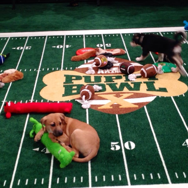 Puppy Bowl at the Geico Stadium (Now Closed) - Theater District - New ...