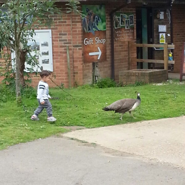 Photos at Beale Wildlife Park - Zoo in Lower Basildon
