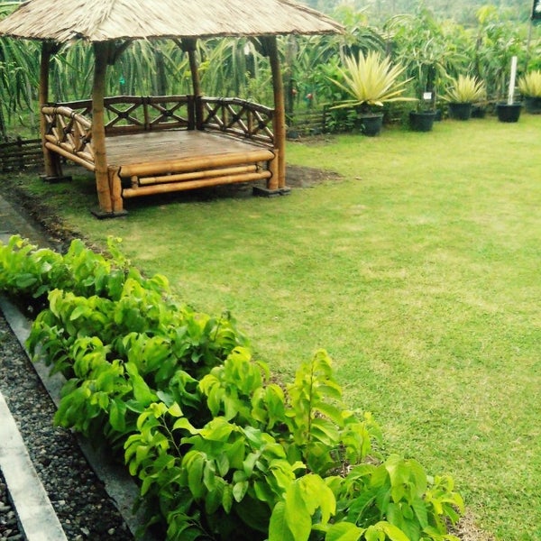 Sabila farm (kebun buah naga) - Farm
