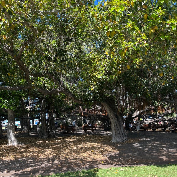Lahaina Banyan Court Park - Park in Lahaina