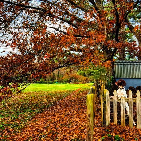 Photos at Bandy Field Nature Park - Field in Richmond