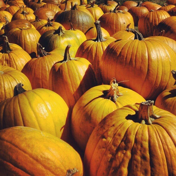 Salinger's Orchard Farm Market & Bakery - Farm in Brewster