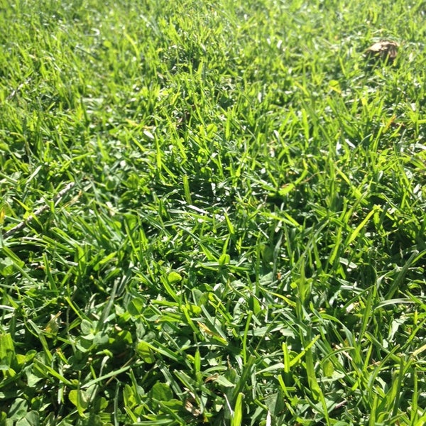 Dexter Lawn - College Quad
