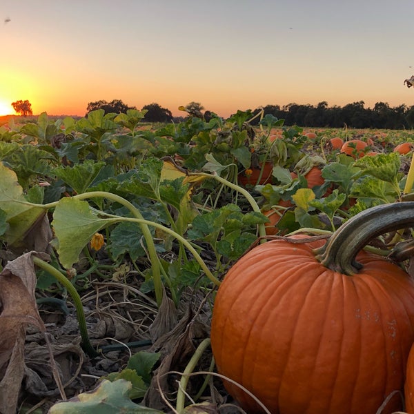 Davis Ranch - Sloughhouse, CA