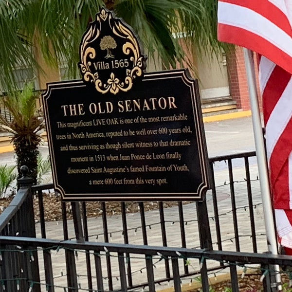 Photos at The Old Senator Tree - Tree