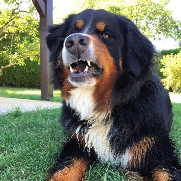 Na Village Vésenaz - Vésenaz, Genève