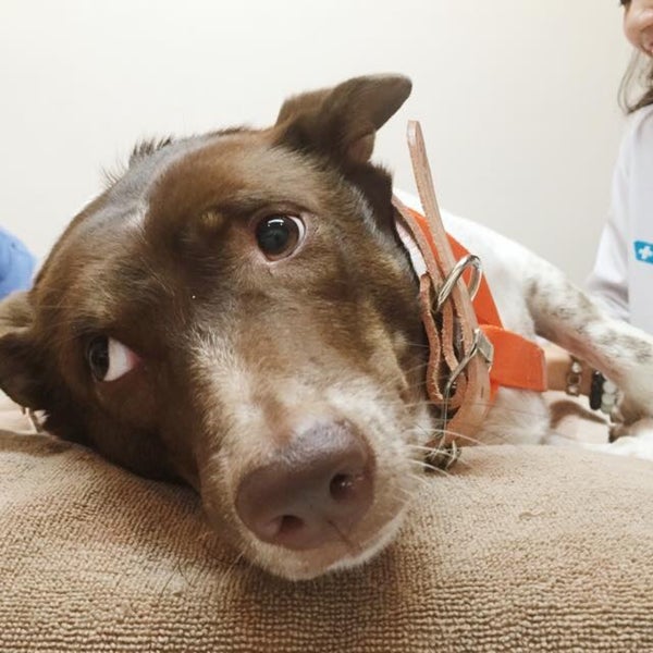 Photos at Thonglor Pet Hospital Rangsit|โรงพยาบาลสัตว์ทองหล่อ สาขา ...