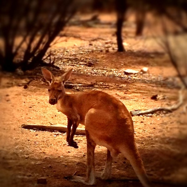 Alice Springs Desert Park - Alice Springs, NT