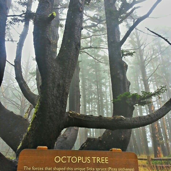 Photos at Octopus Tree - Cape Meares Lighthouse Dr