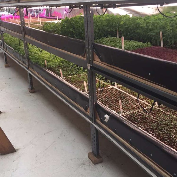 Upward Farms Farmlab - East Williamsburg - 0 tips