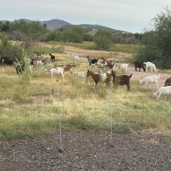 Turf Paradise - Phoenix, AZ