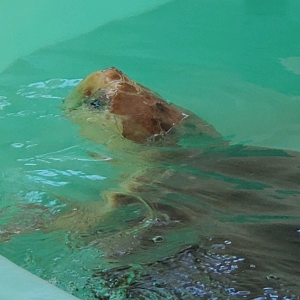 Loggerhead Park - 4 tips