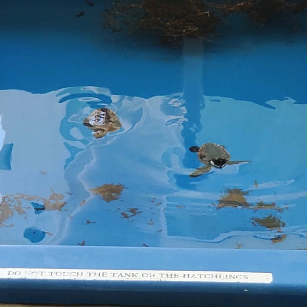 Loggerhead Park - 4 tips