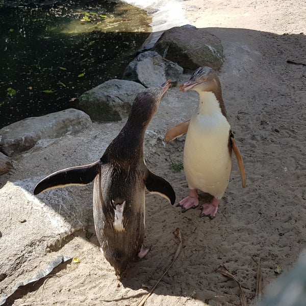 Penguin Place - 3 tips