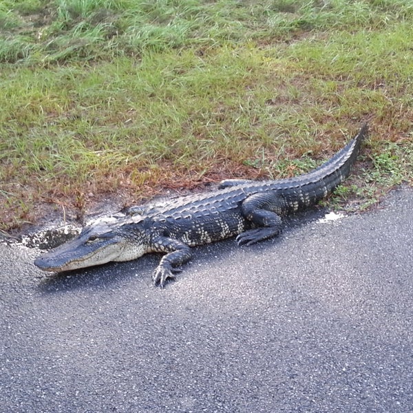 Harris Neck National Wildlife Refuge - 4 tips from 132 visitors