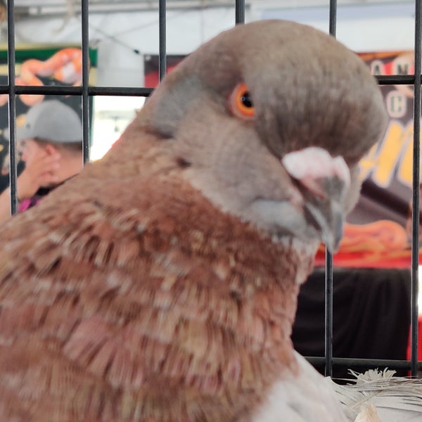 El Dorado Gran Parque Agroturístico Ecológico y Recreativo - 4 tips