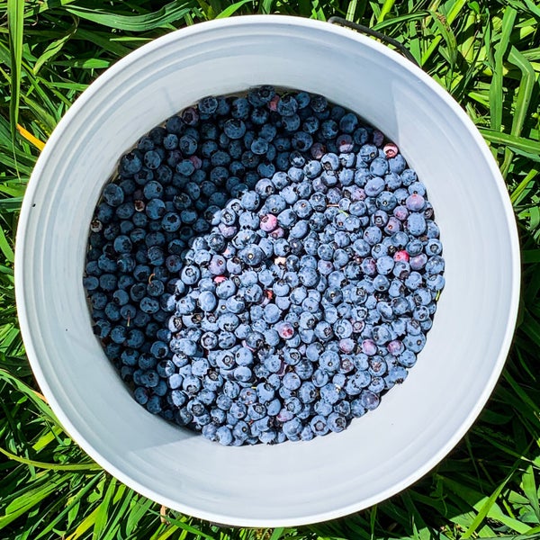 Larsen Lake Blueberry Farm - 148th