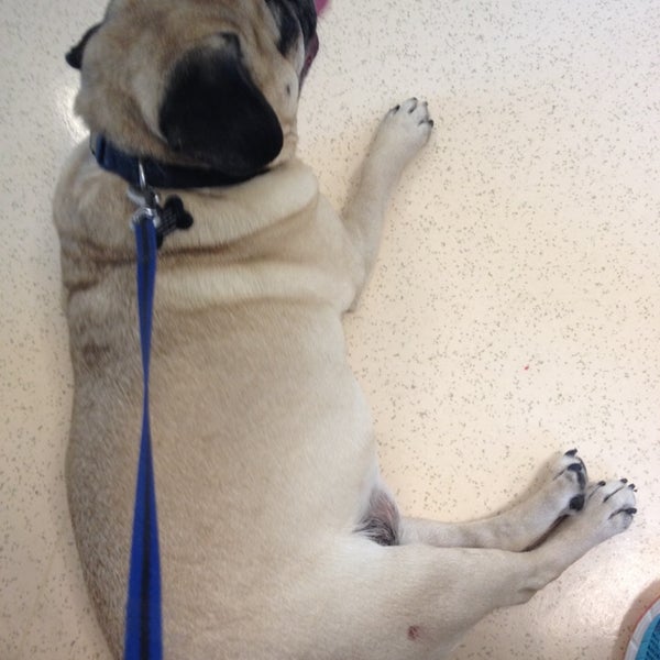 Michigan Humane Society - Westland, MI