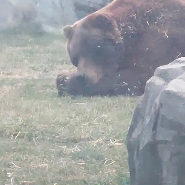 Great Bear Wilderness - Brookfield, IL