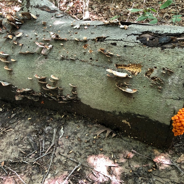 Metroparks Mill Stream Run Reservation South - 12 tips from 857 visitors