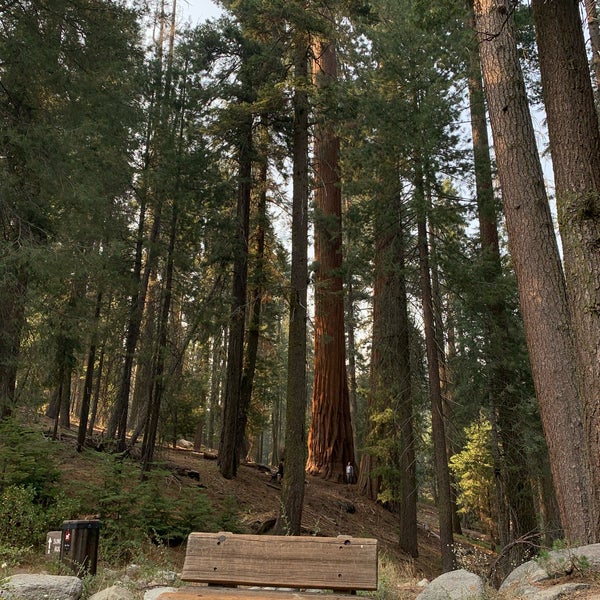 Giant Trees Meadow - Three Rivers, CA