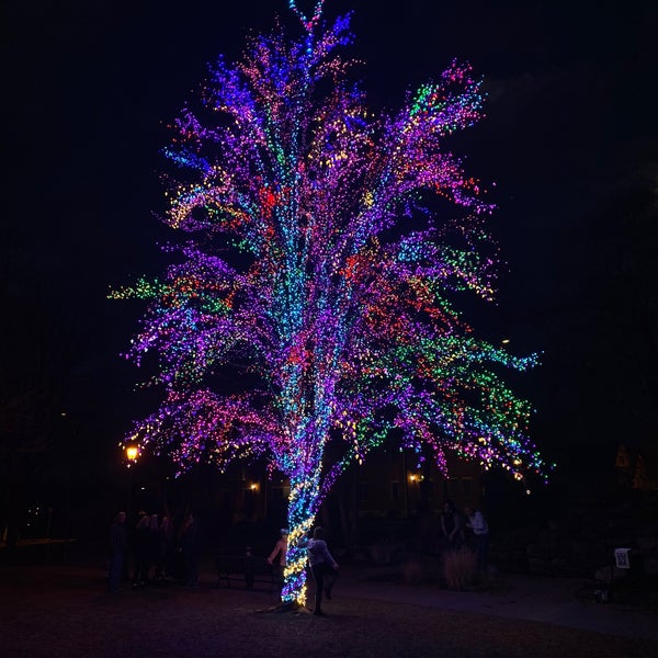 The Magic Tree - Other Great Outdoors in Village of Cherry Hill