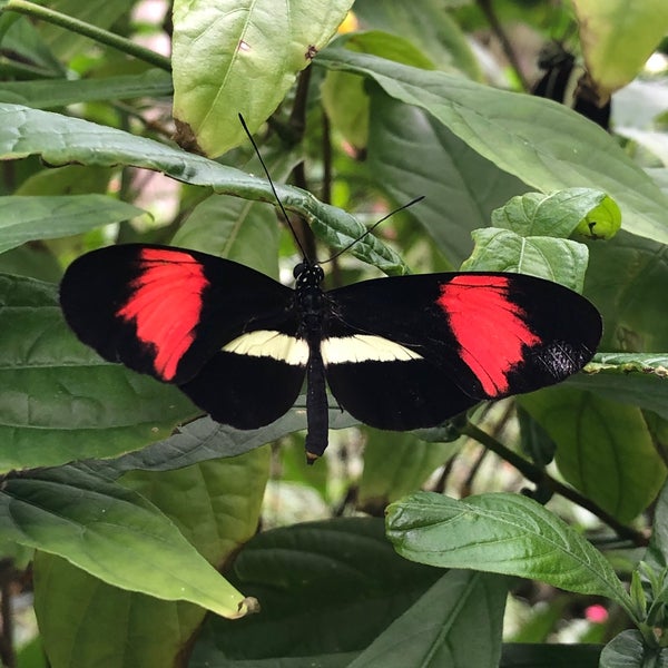Butterfly Rainforest - 11 tips