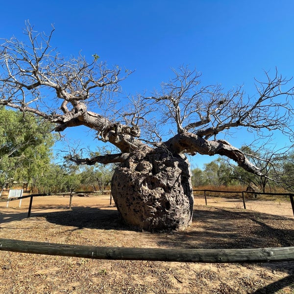 Prison Boab Tree - 40 visitors