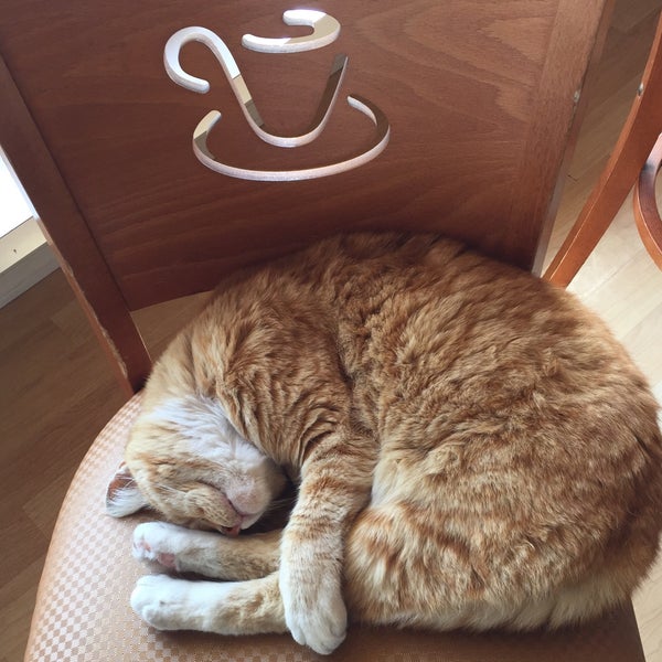 Orange Cat Cafe (Now Closed) - Coffee Shop in Pismo Beach