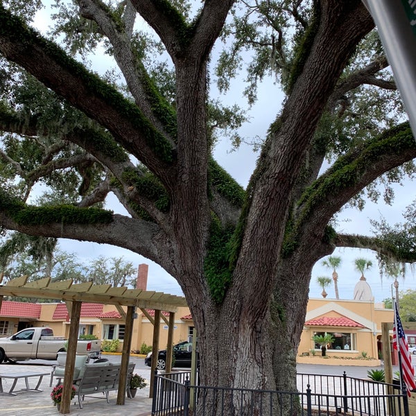 Photos at The Old Senator Tree - Tree