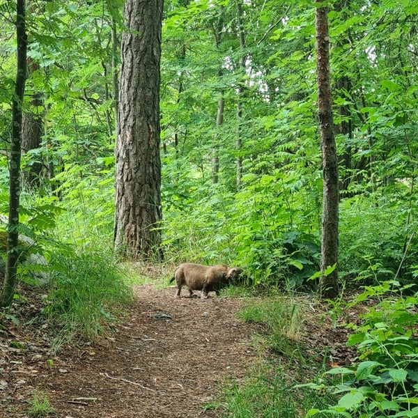 Pispala - Neighborhood