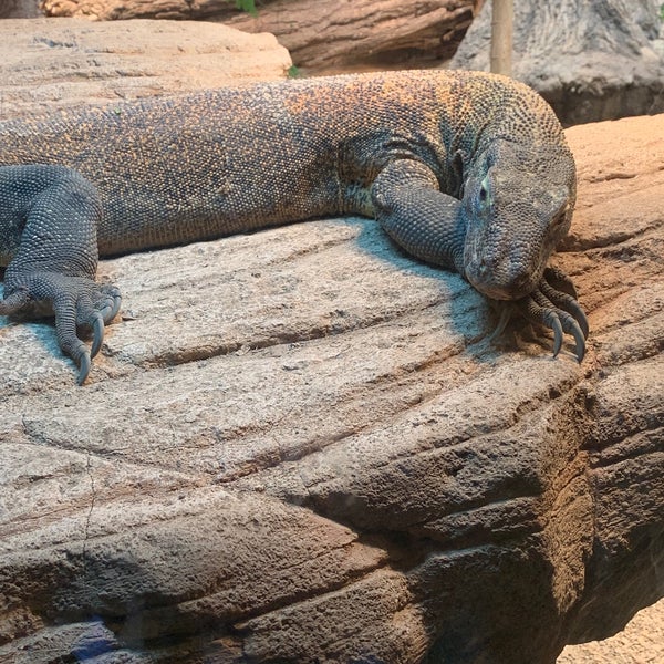 Komodo Dragon Exhibit - Zoo Exhibit in Phinney Ridge