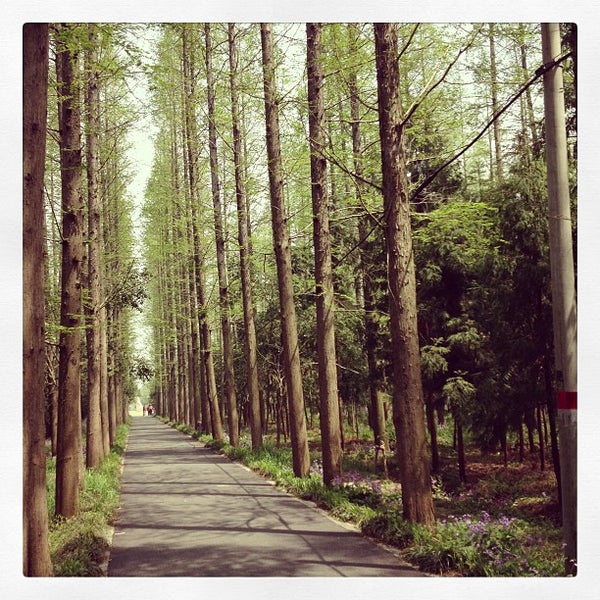 Dongping National Forest Park (东平国家森林公园) - Park in Chongming
