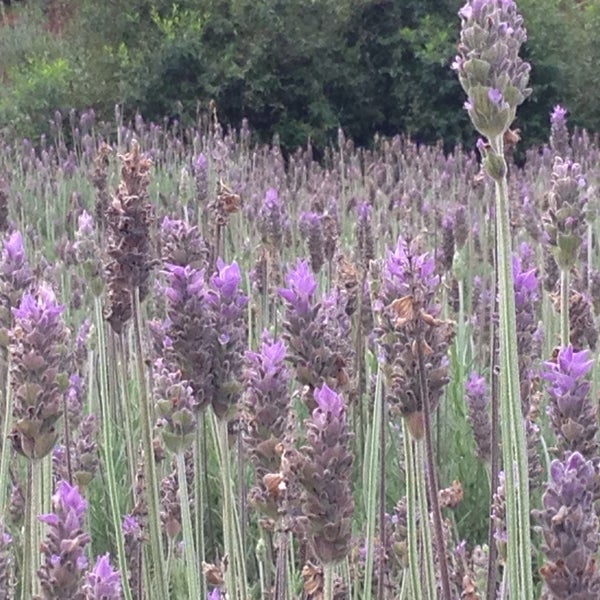 Le Jardin Parque de Lavanda - Várzea Grande - Rod. RS-115, 37700