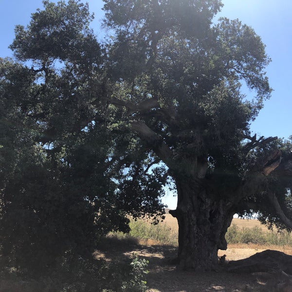 1100 Year Old Oak Tree (at Highland Springs Resort) - Historic and ...