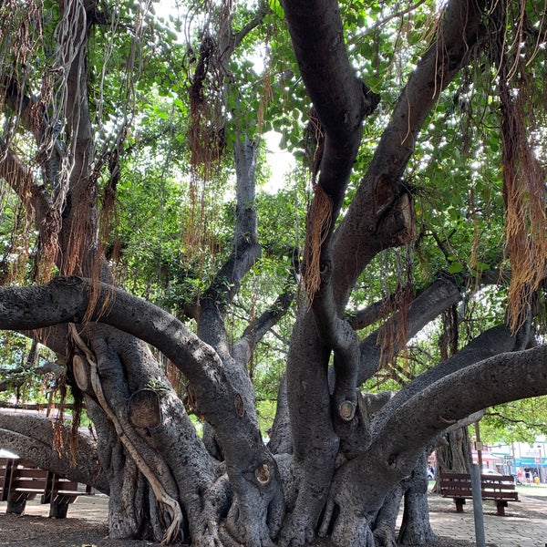 Lahaina Banyan Court Park - Park in Lahaina