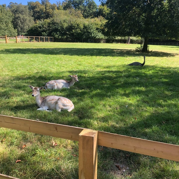 Deer Enclosure - Childs Hill - Greater London, Greater London