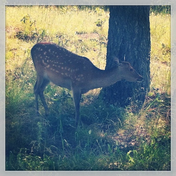 Photos at Woolaroc Museum and Wildlife Preserve - Museum in Bartlesville