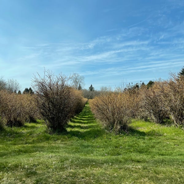 Blueberry Park - Park in Tacoma