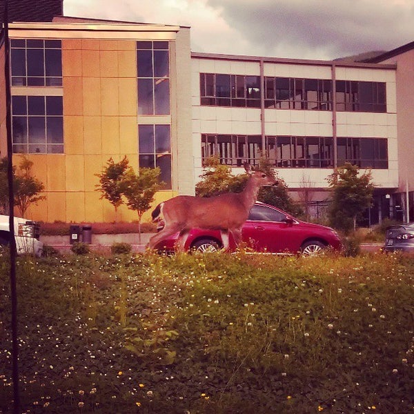 Issaquah High School - High School in Olde Town