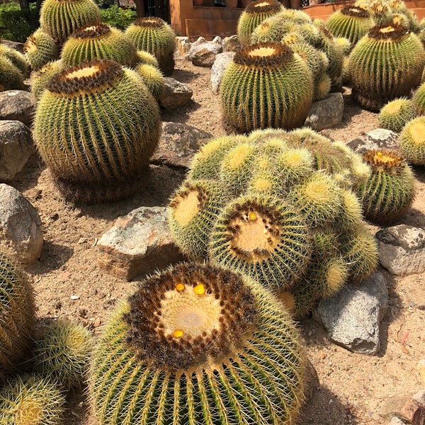 Pinya De Rosa - Garden