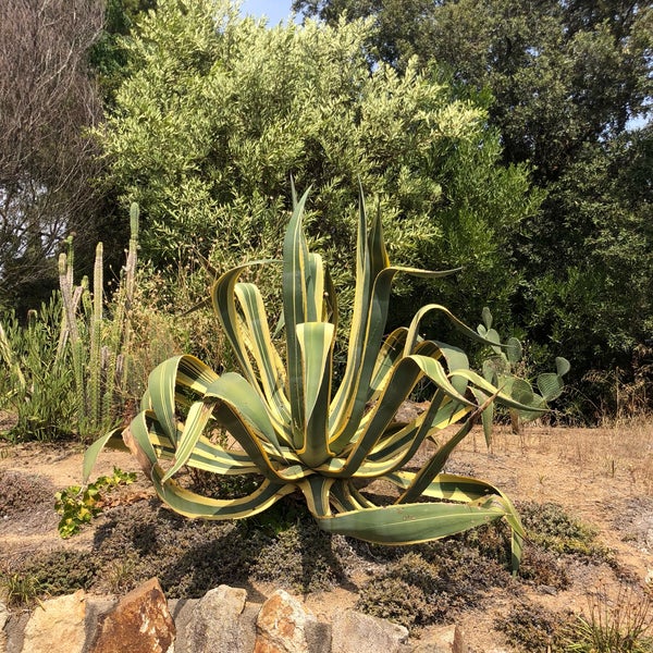 Pinya De Rosa - Garden