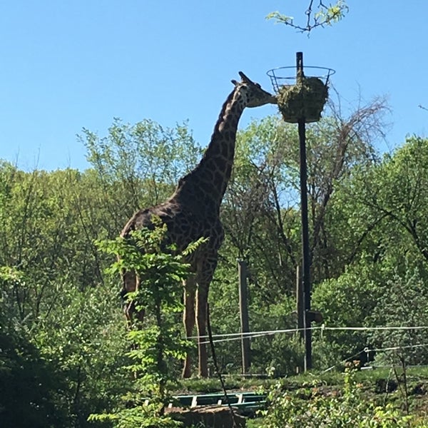 Masai Giraffe - Highland Park - at Pittsburgh Zoo