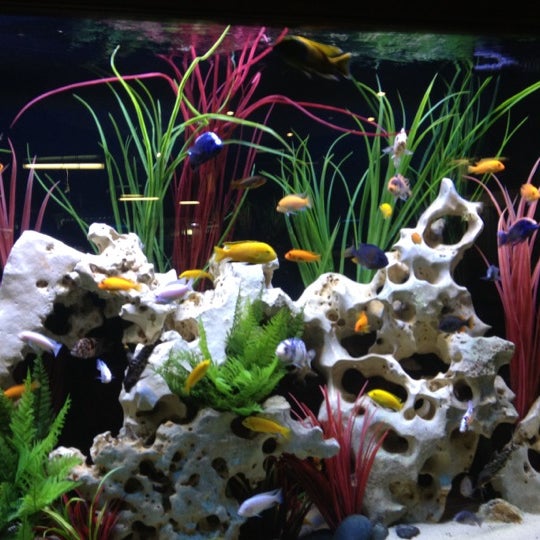 The Fish Gallery - Zoo