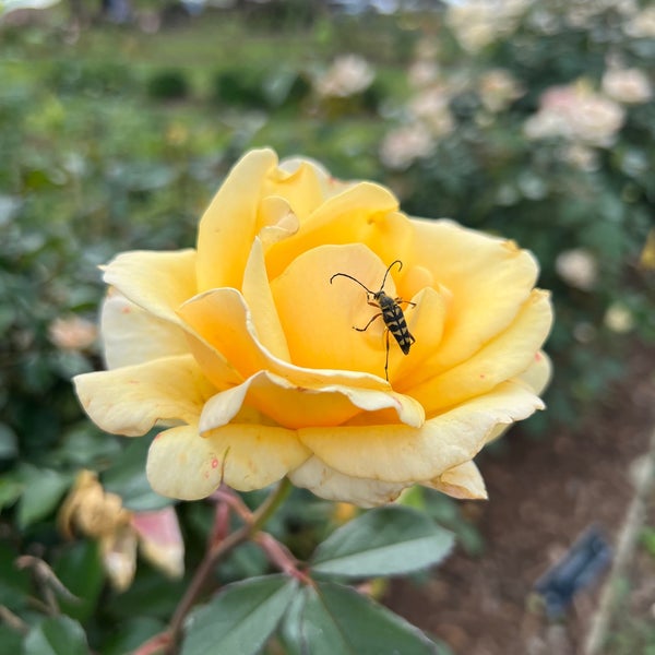 Tyler Rose Garden - Garden