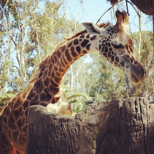 Giraffe Exhibit - Zoo Exhibit in Balboa Park