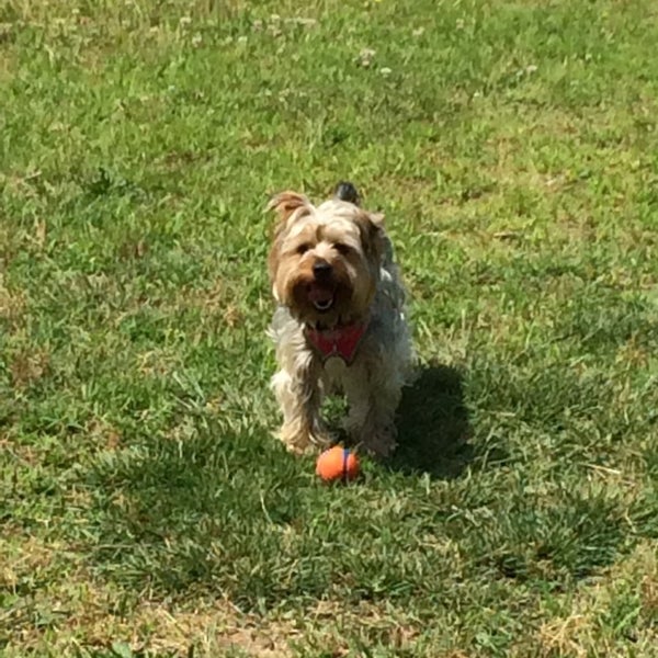 Bandy Field Nature Park - Field in Richmond