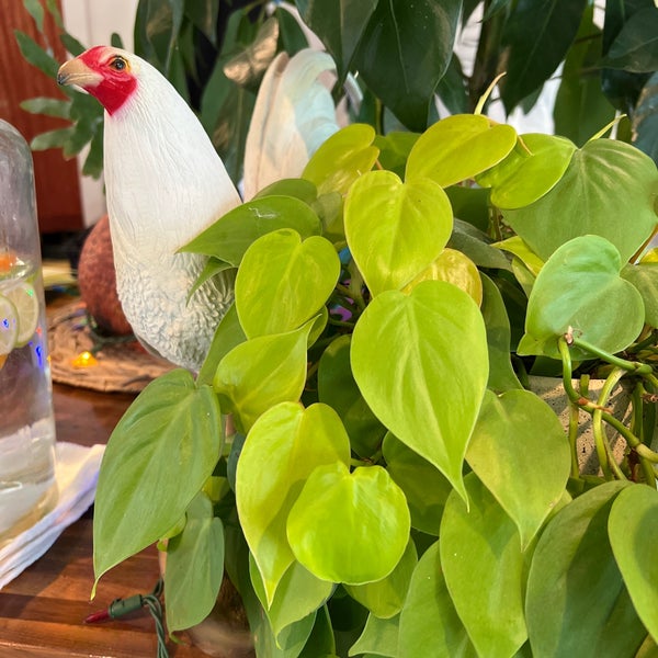 Pollo Primo - East Atlanta - 792 Moreland Avenue SE