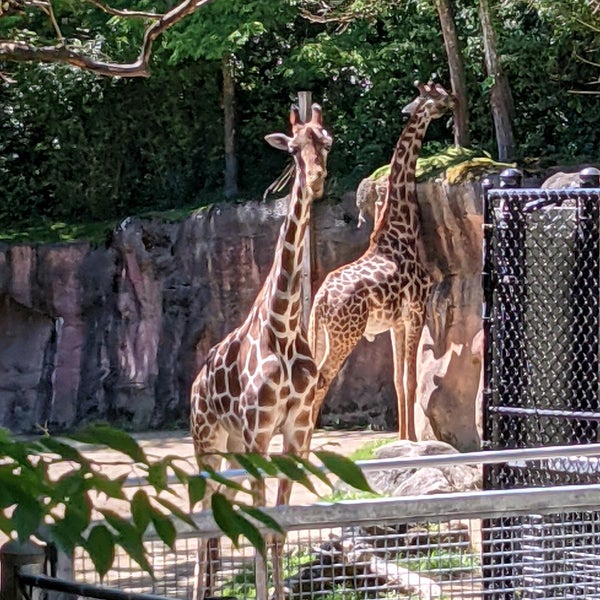 Giraffe Exhibit - 2 tips