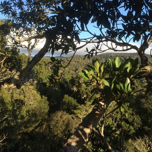 Photos at O'Reilly's Tree Top Walk - Hiking Trail